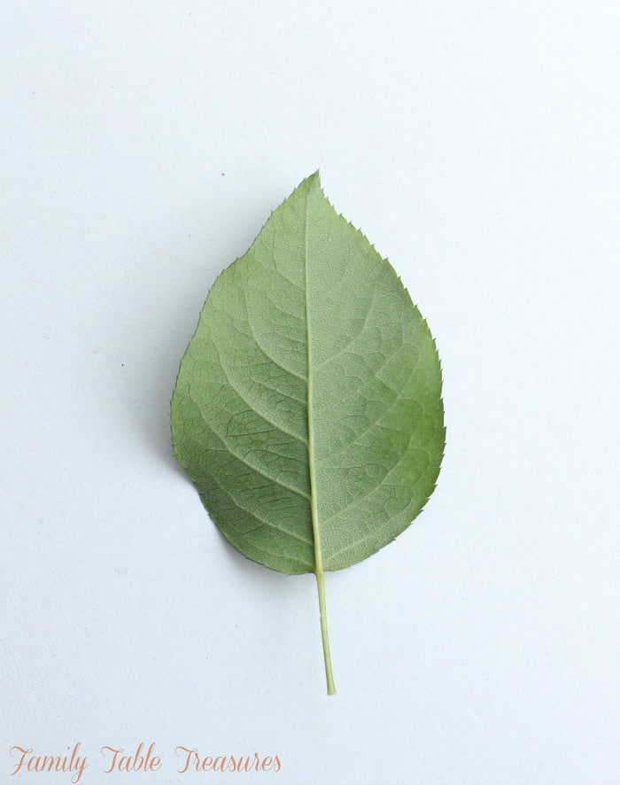 How to make Autumn Gumpaste Leaves - Family Table Treasures